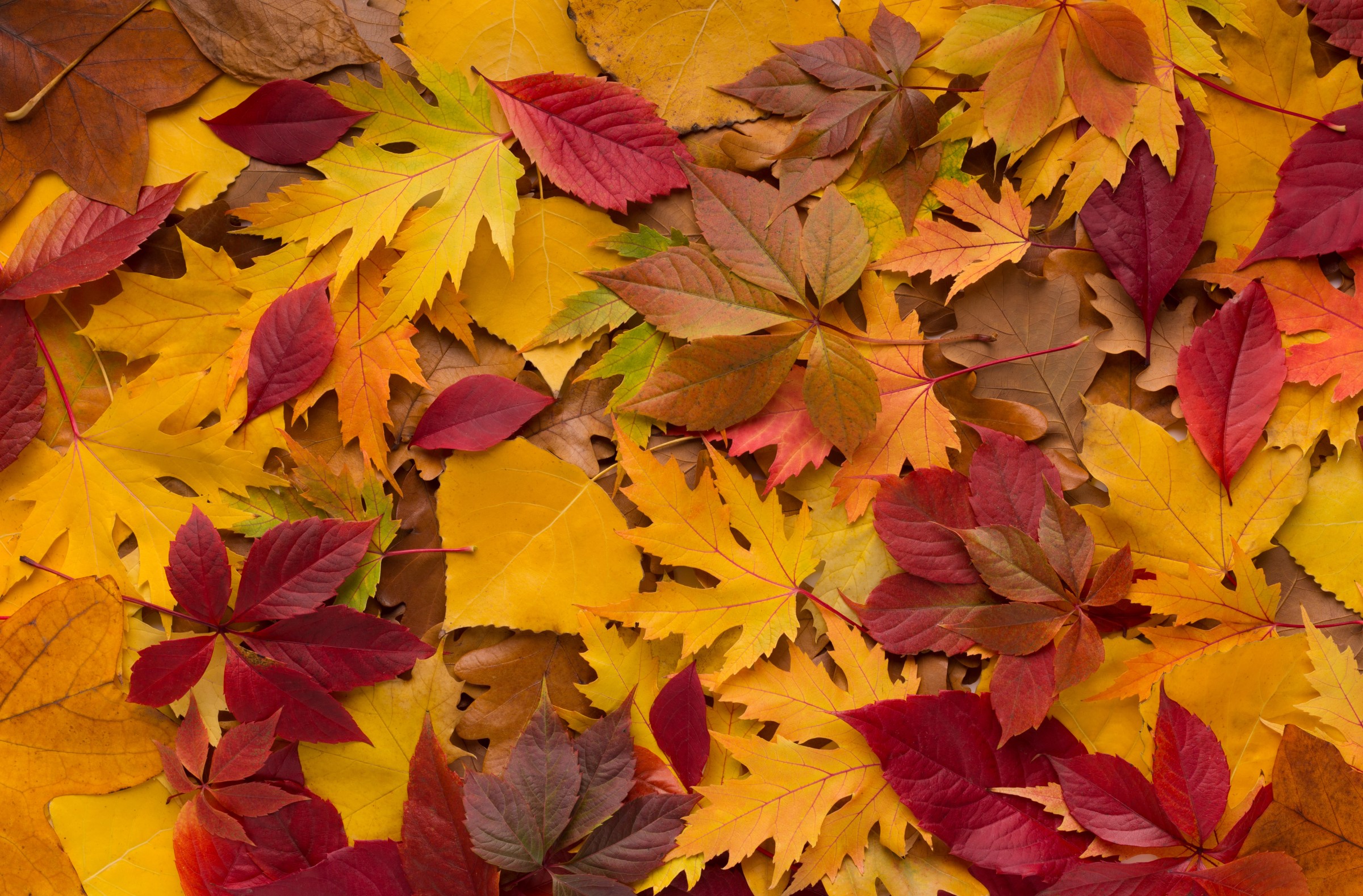 Fall Into Wellness | Mind, Body & Soul Lecture Series | WellCentric ...